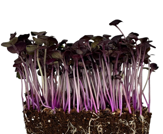 Microgreens Red Radish – HF Food
